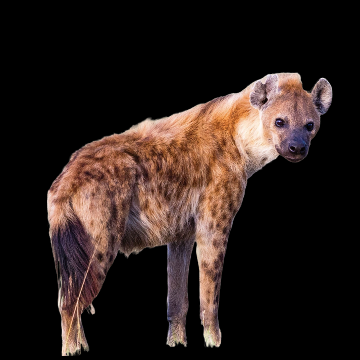 IMPISI – Mamba Archery